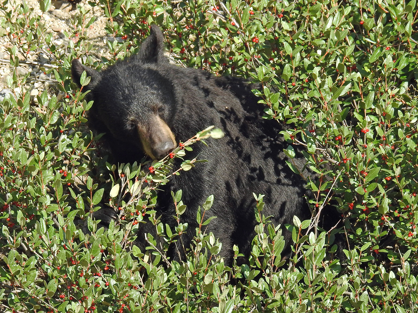 Be Bear Aware - Camping with Bears in Colorado - Camp Out Colorado